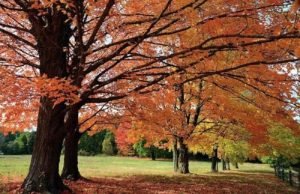 Best Trees for Maple Syrup: Top Sugar Maples & Kits